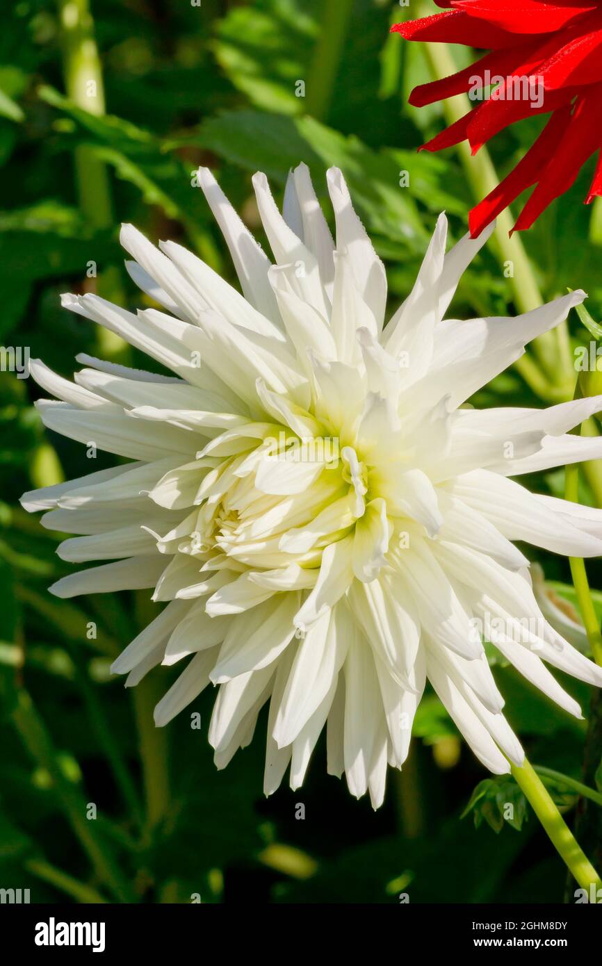 Dahlia 'Magic Moment' in bloom in a garden Stock Photo - Alamy