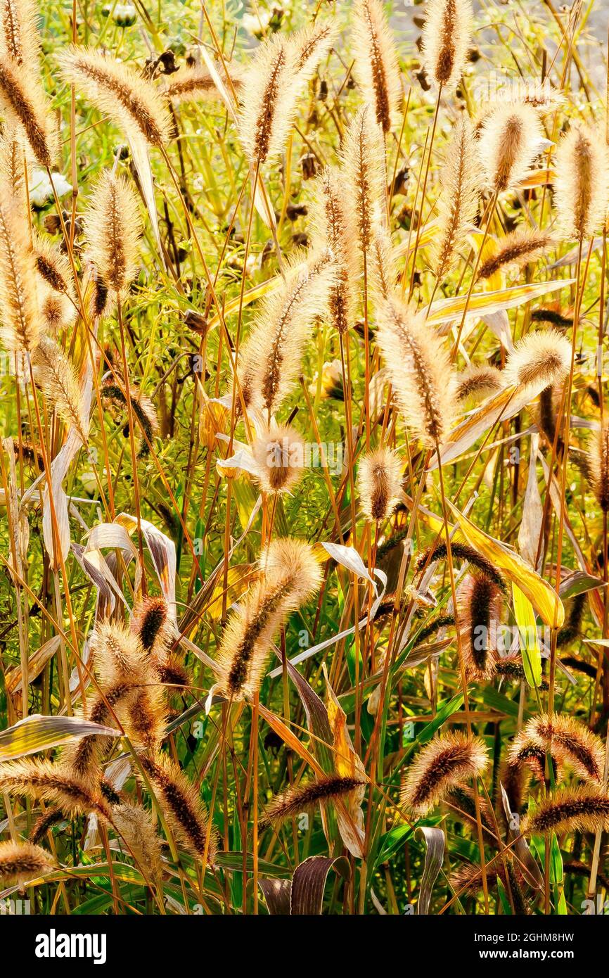 Setaria atropurpurea viridis 'Caramel' Stock Photo - Alamy