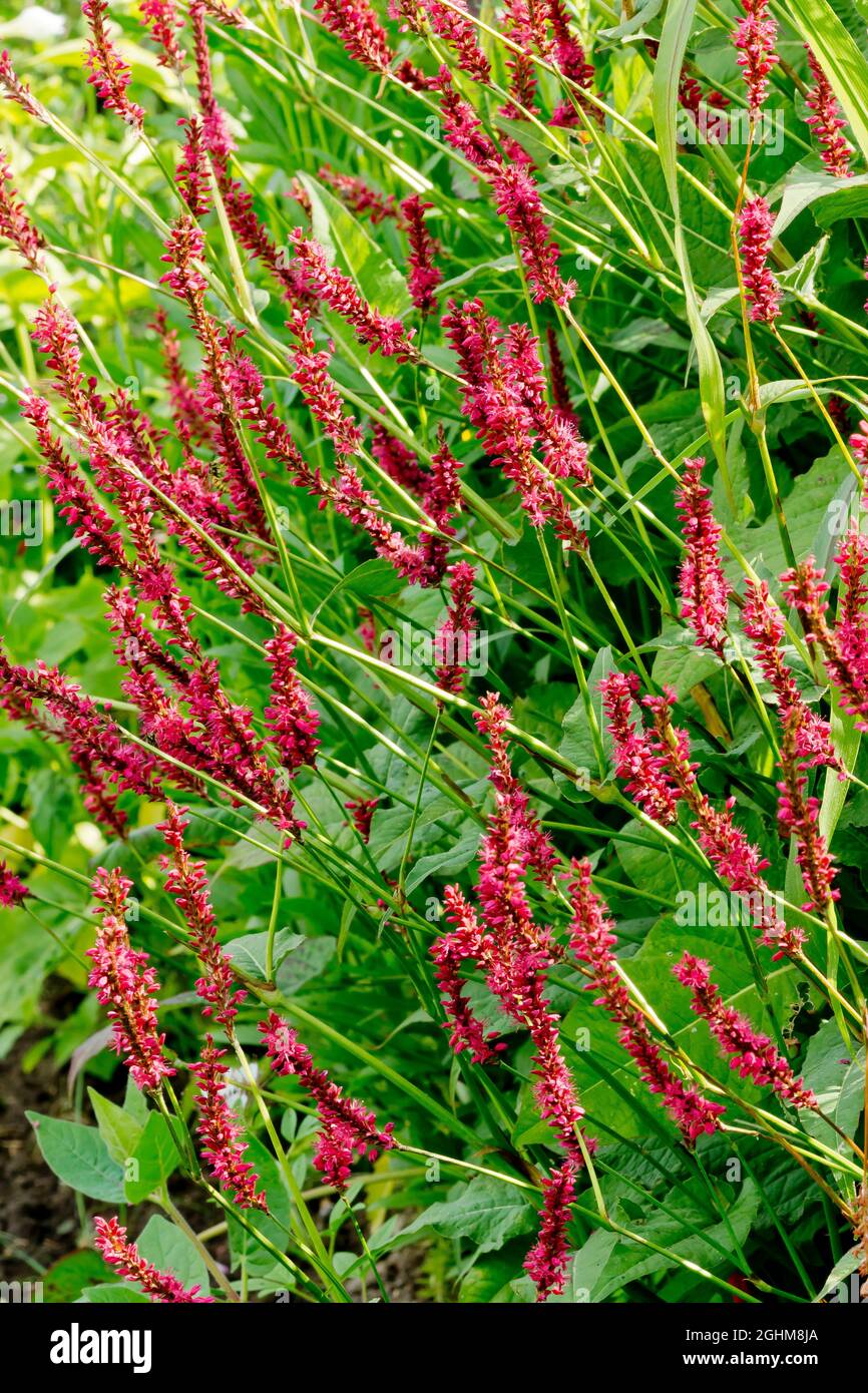 Persicaria amplexicaulis 'Firetail' Stock Photo - Alamy