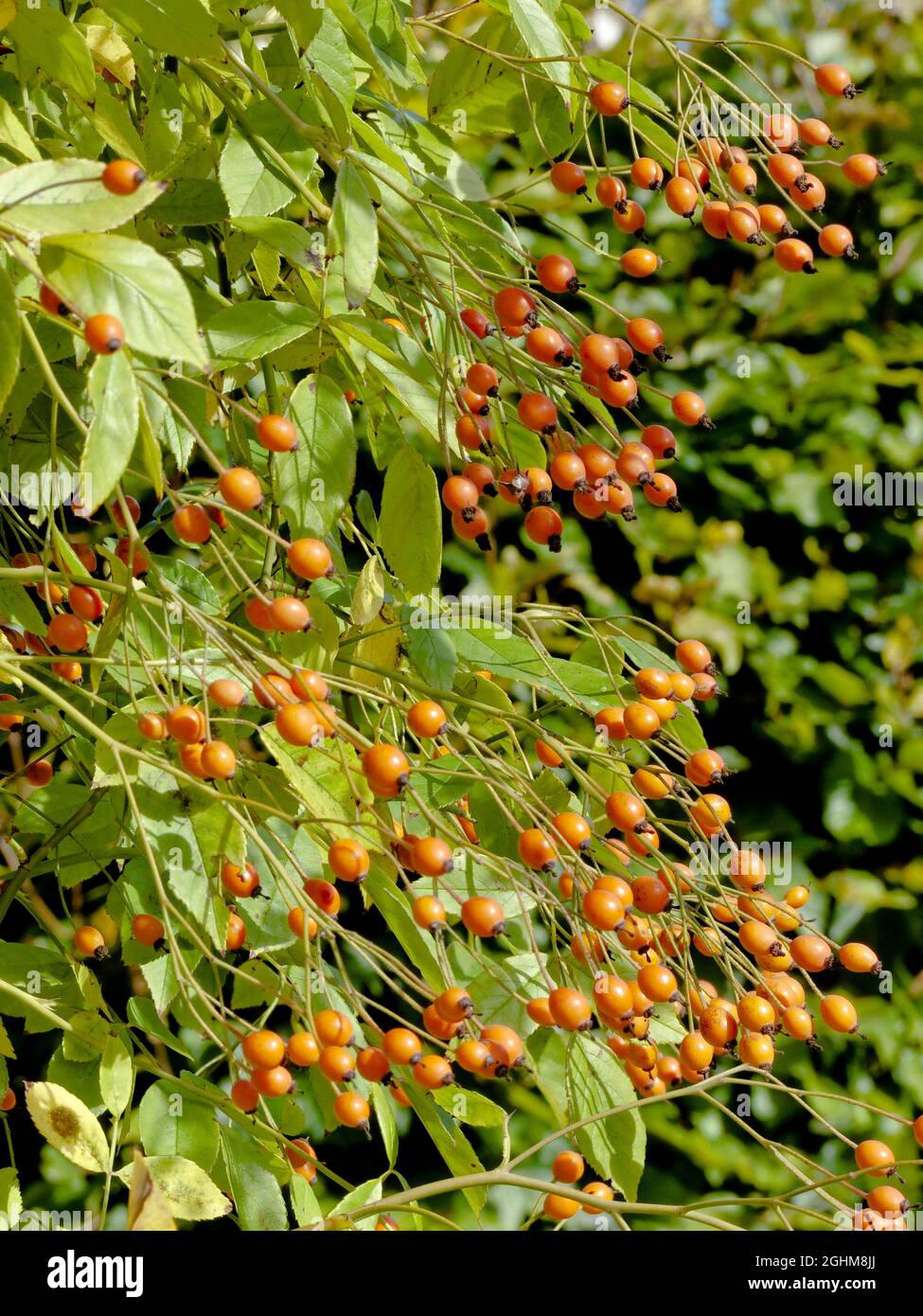 Rose toby hi-res stock photography and images - Alamy