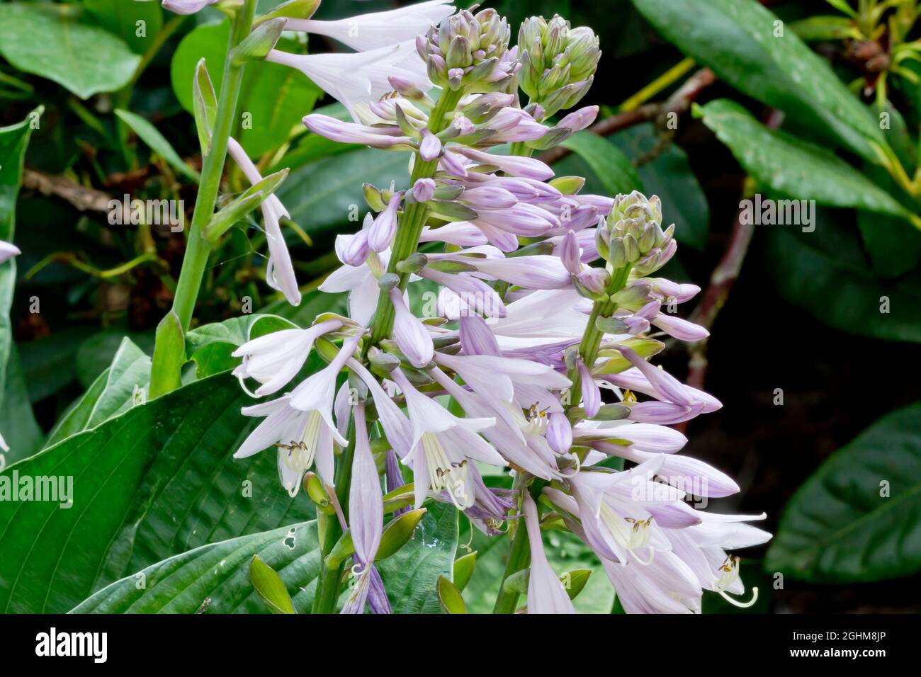 Hosta 'Pineapple Poll' Stock Photo - Alamy