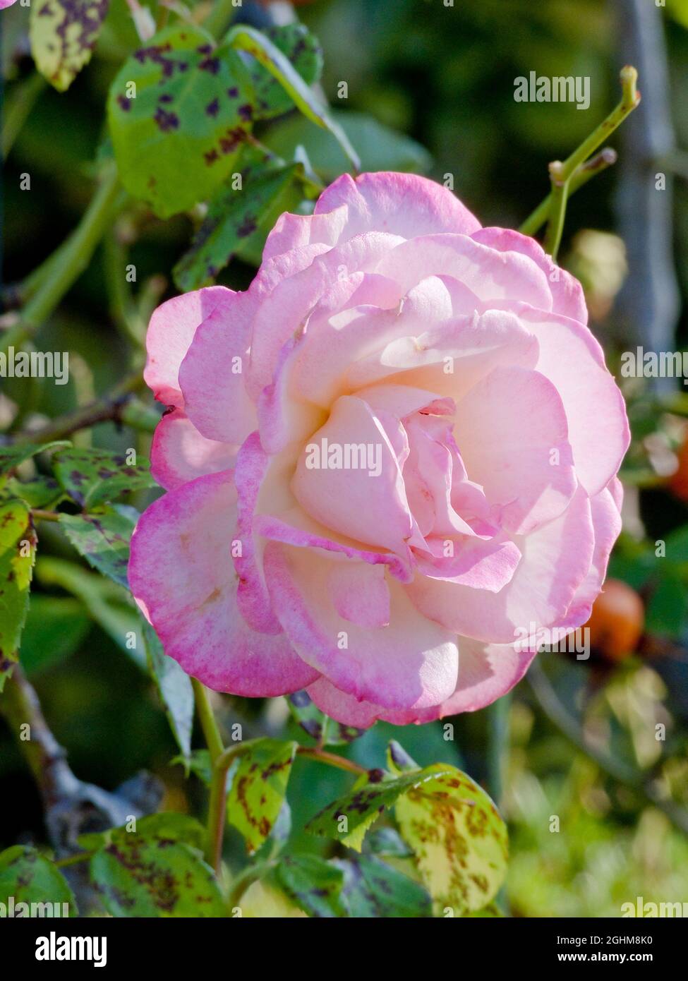 Rose tree 'Nicole' in bloom in a garden Stock Photo - Alamy