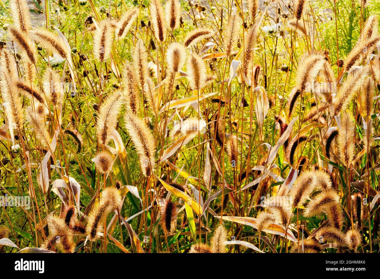 Setaria atropurpurea viridis 'Caramel' Stock Photo - Alamy