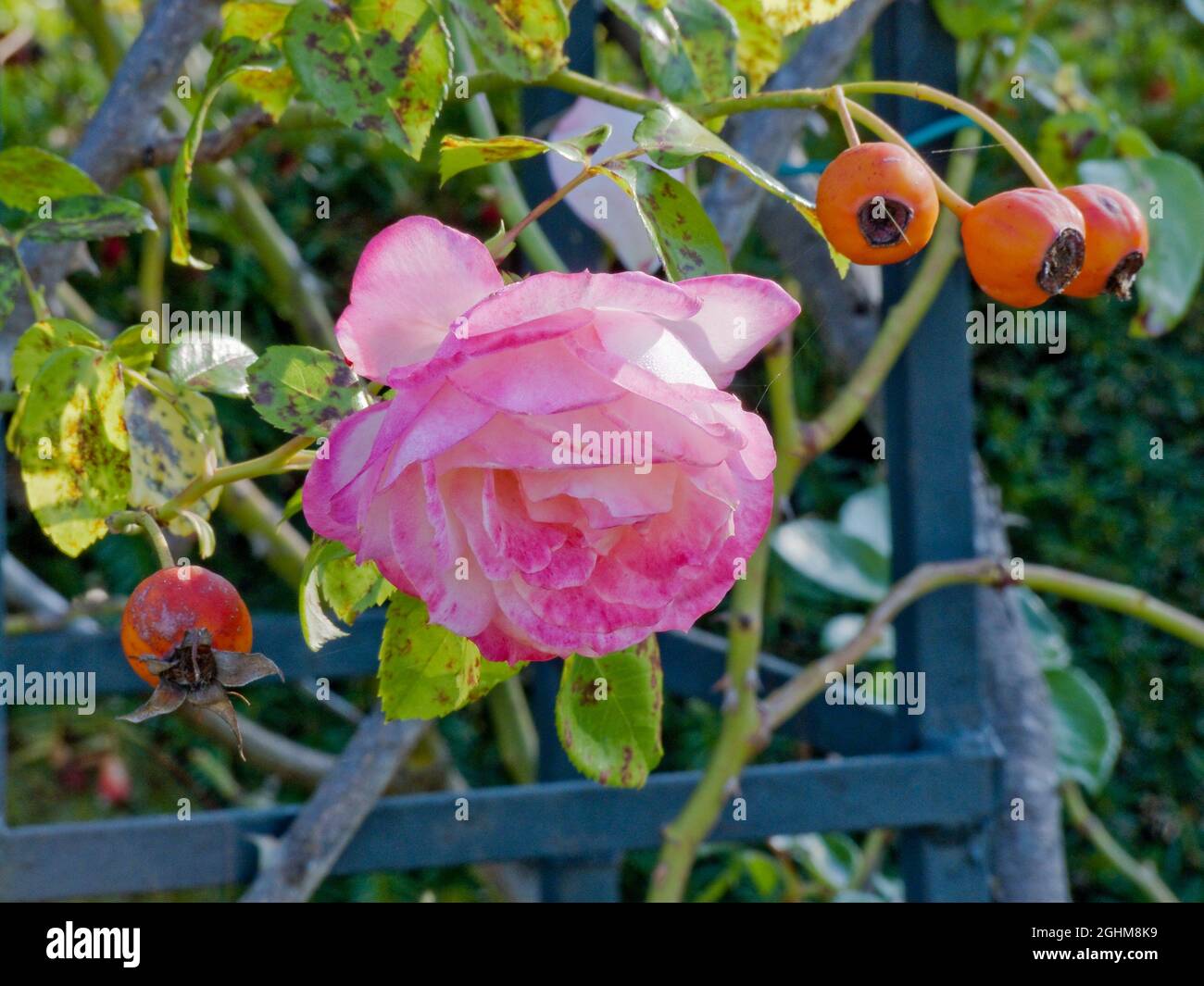 Rose tree 'Nicole' in bloom in a garden Stock Photo - Alamy