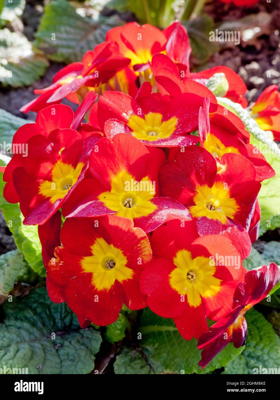 Primula eliator 'Crescendo Ecarlate' Stock Photo - Alamy