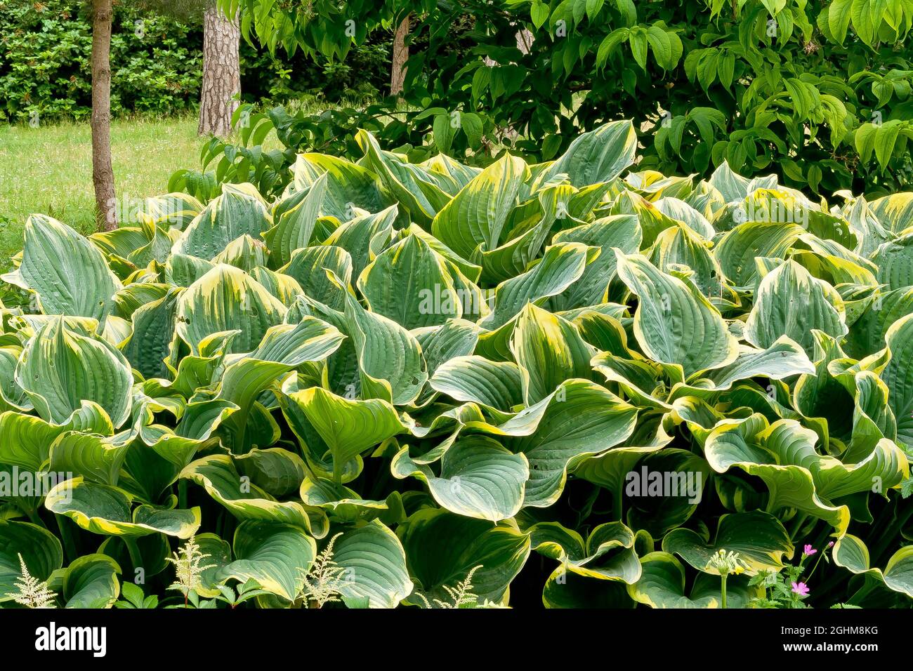 Hosta fluctuans 'Variegated' Stock Photo - Alamy