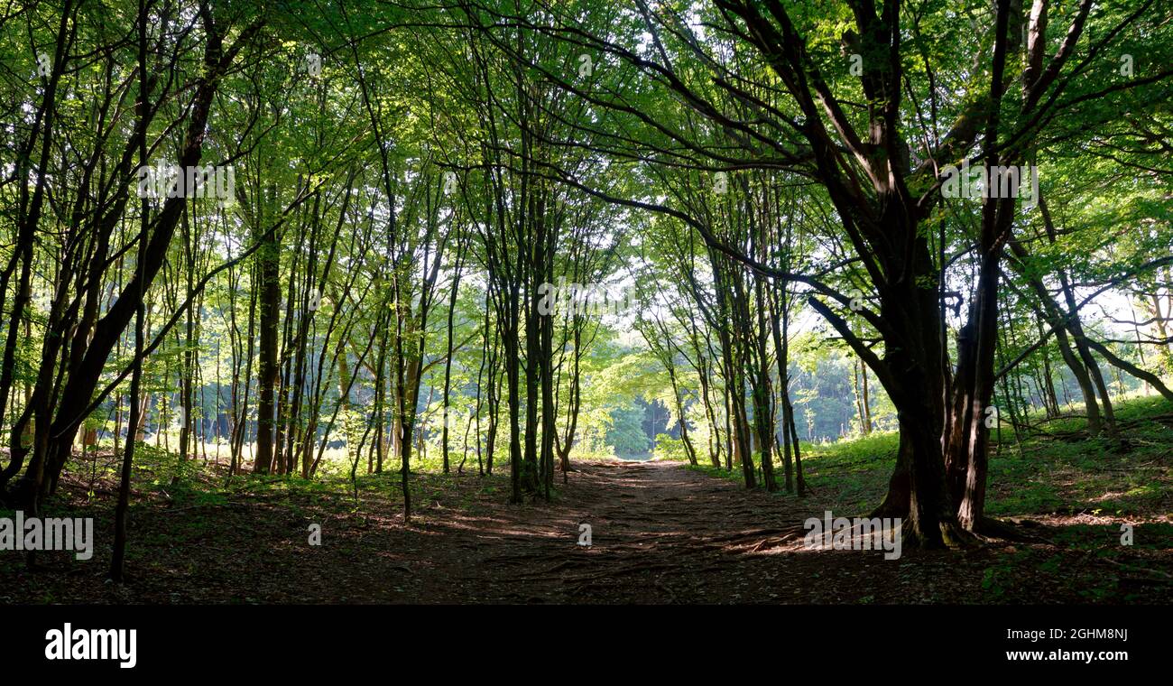 Wienerwald hiking trail hi-res stock photography and images - Alamy