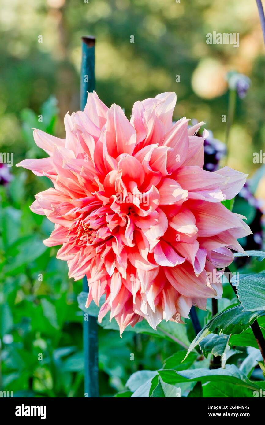 Dahlia garden festival hi-res stock photography and images - Alamy