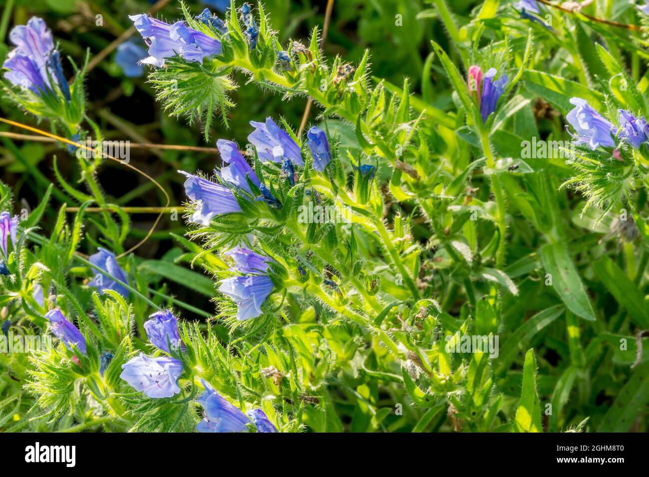 Echium vulgare blue bedder hi-res stock photography and images - Alamy