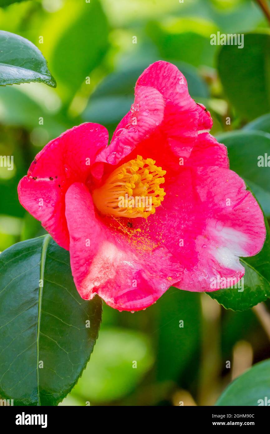 The max family garden hi-res stock photography and images - Alamy