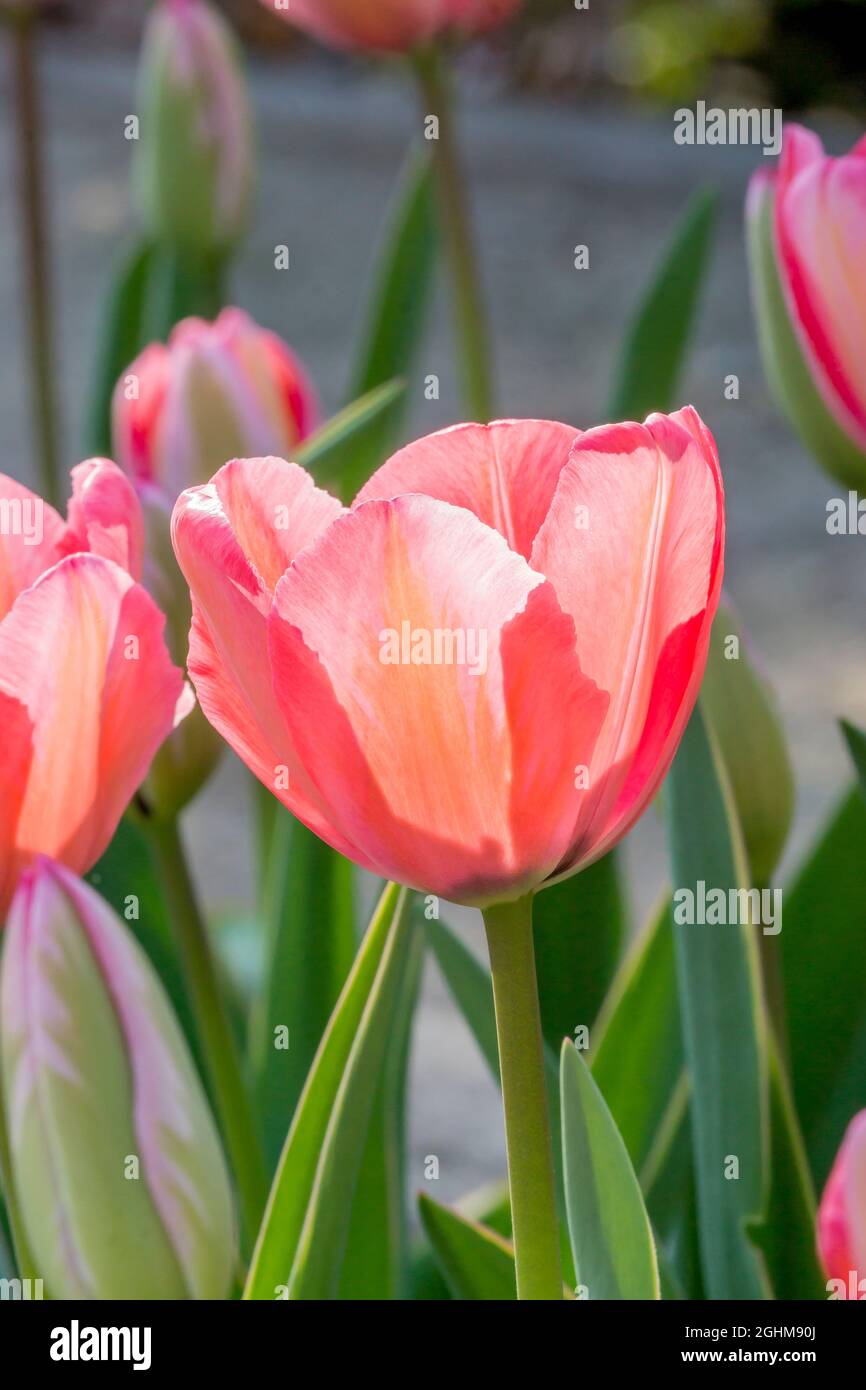 Tulip 'Design Impression' in bloom in a garden Stock Photo - Alamy