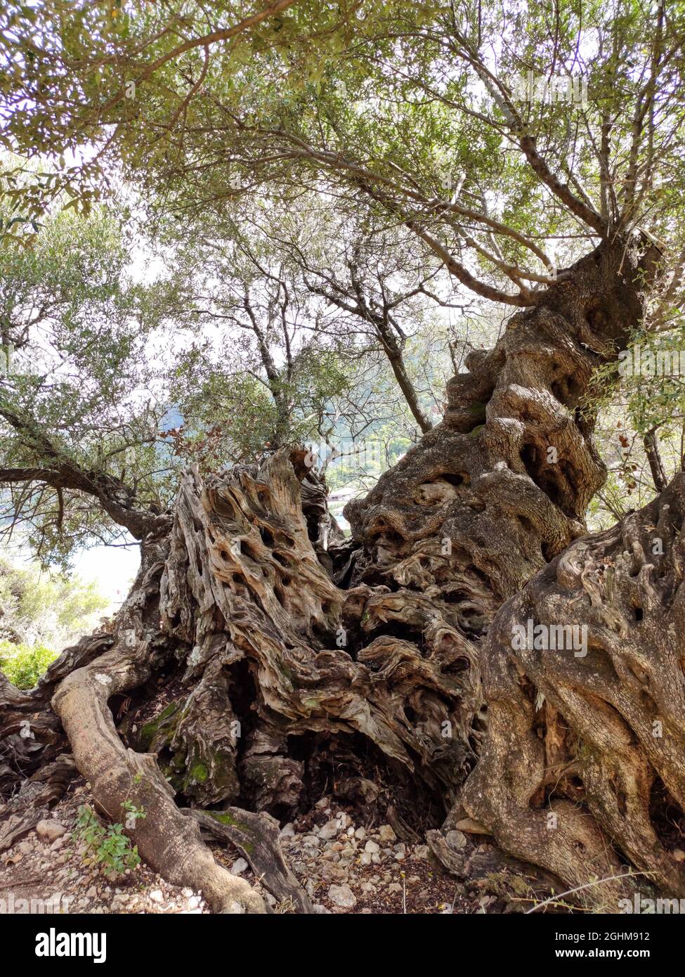 Big beautiful olive tree with giant gorgeous roots close view on Greek ...