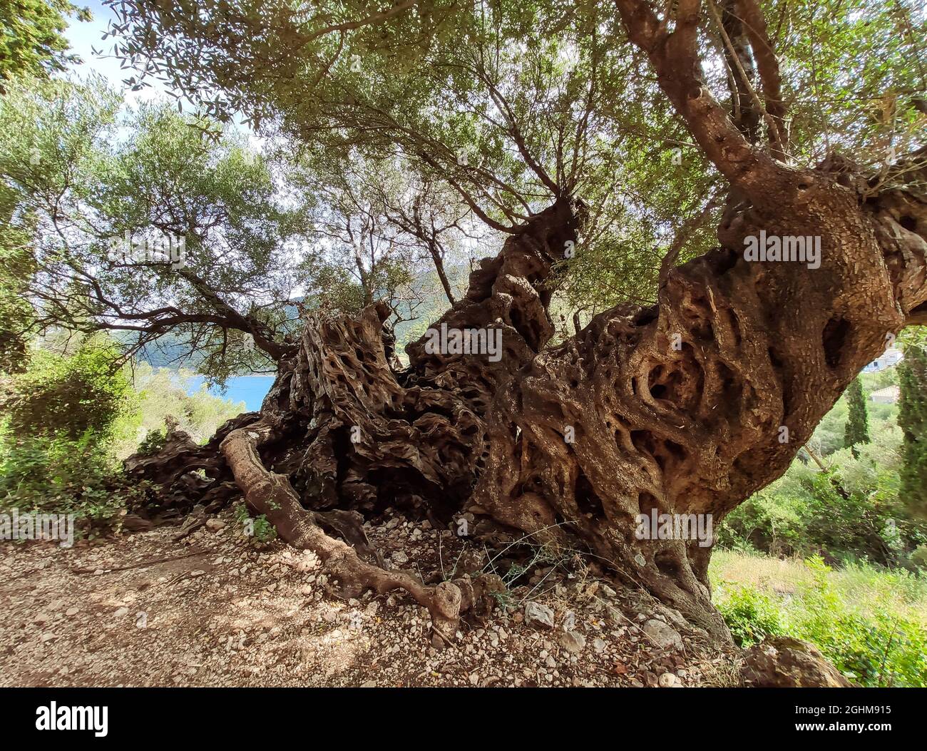 Big beautiful olive tree with giant gorgeous roots close view on Greek ...