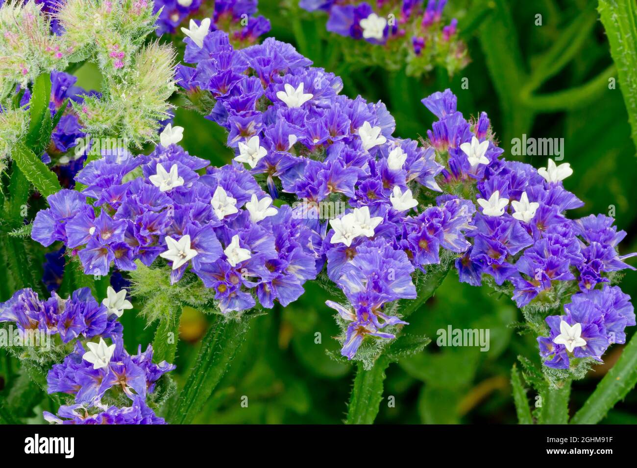 Limonium sinuatum 'Forever Blue' Stock Photo - Alamy
