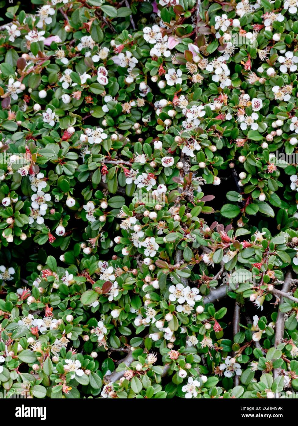 Cotoneaster microphyllus melanotricha Stock Photo - Alamy
