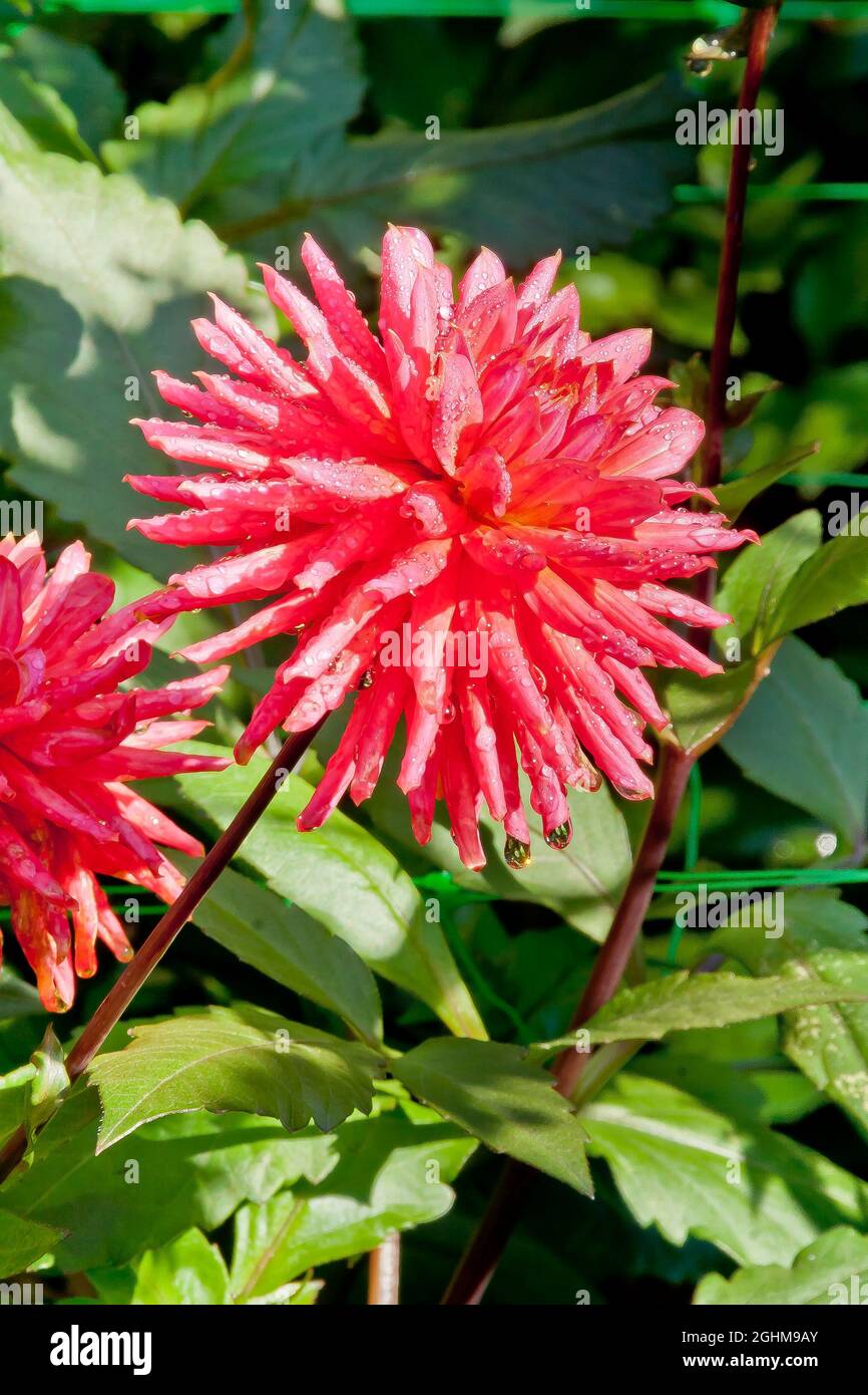 Dahlia 'Sheila' in bloom in a garden Stock Photo - Alamy