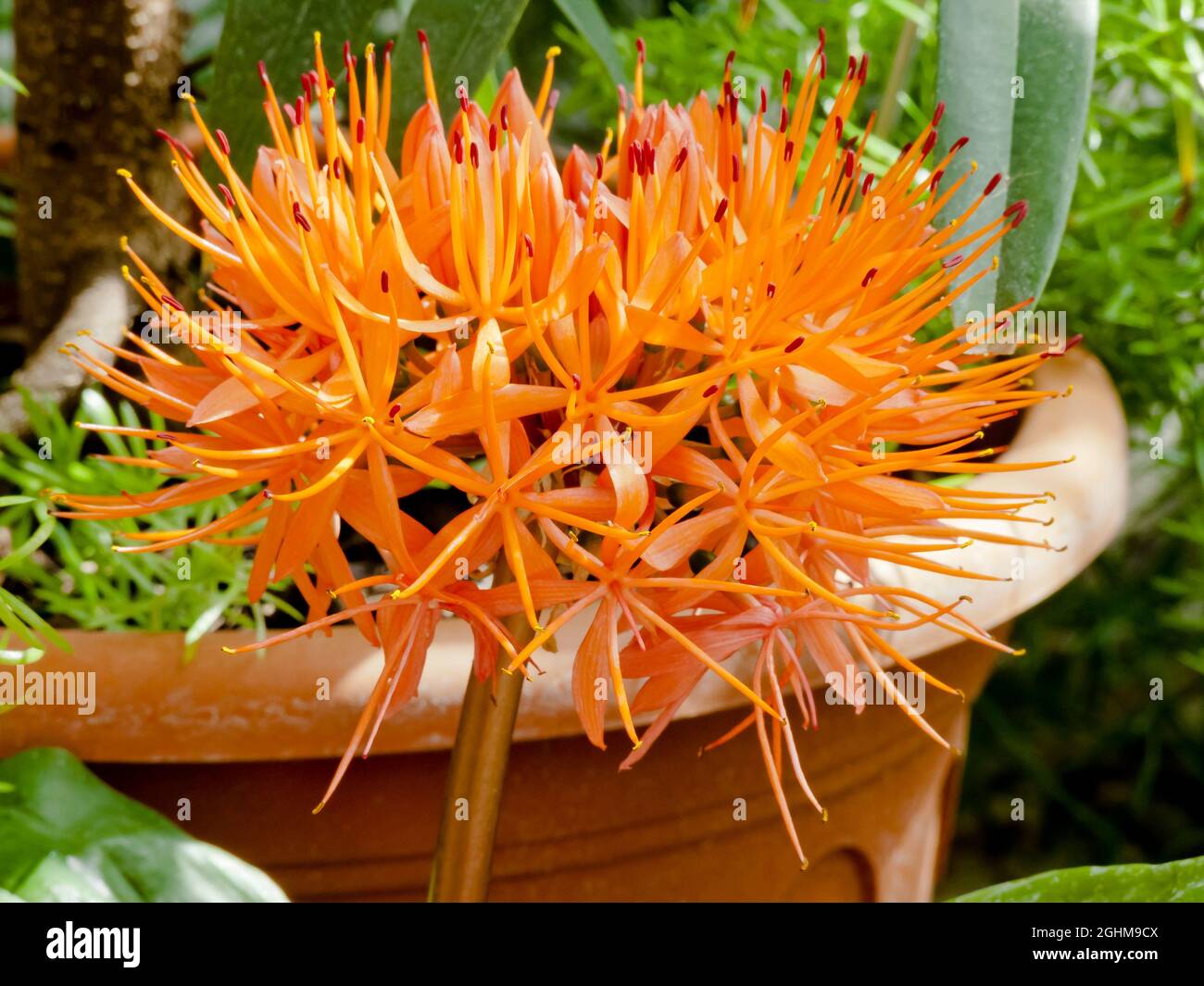 Haemanthus Plant High Resolution Stock Photography and Images - Alamy