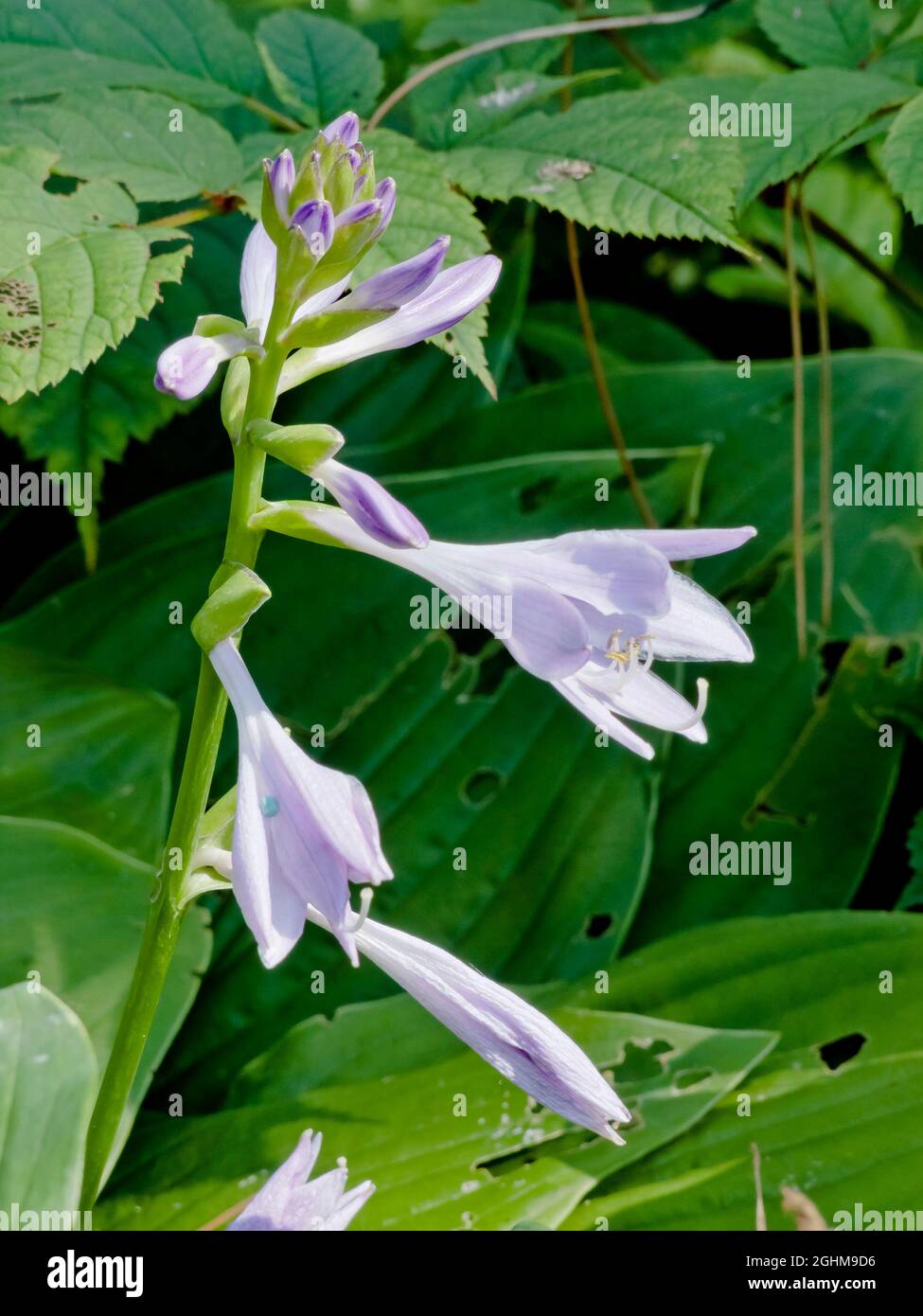 Hosta 'Sweet Suzanne' Stock Photo - Alamy