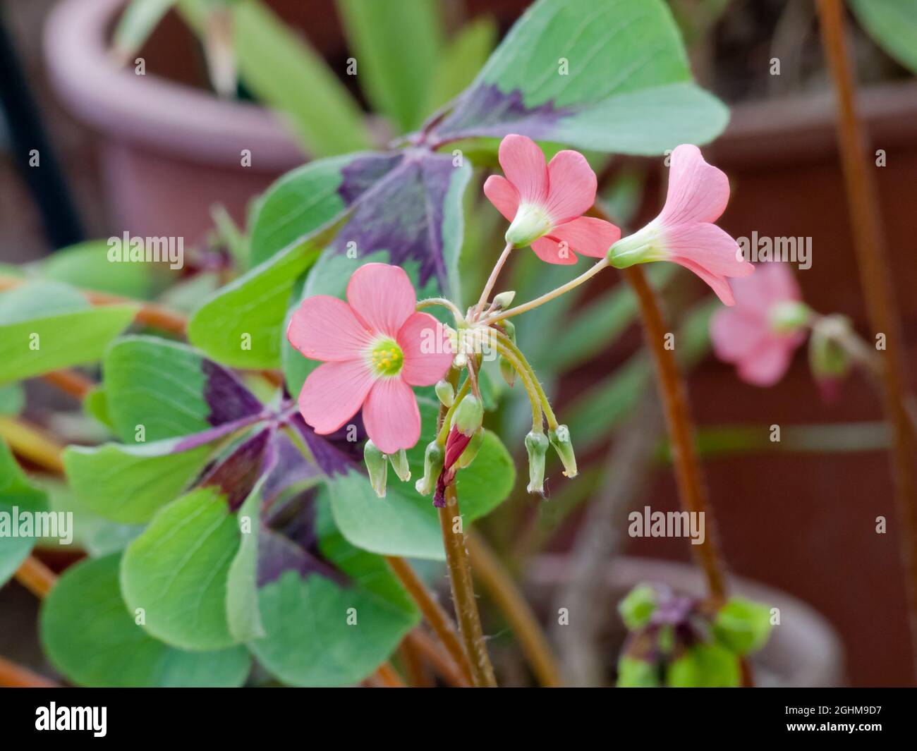 Deppei hi-res stock photography and images - Alamy