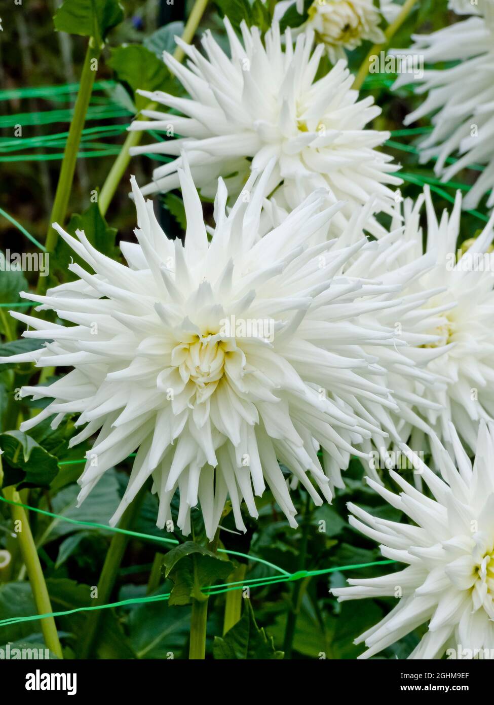 Dahlia 'Magic Moment' in bloom in a garden Stock Photo - Alamy