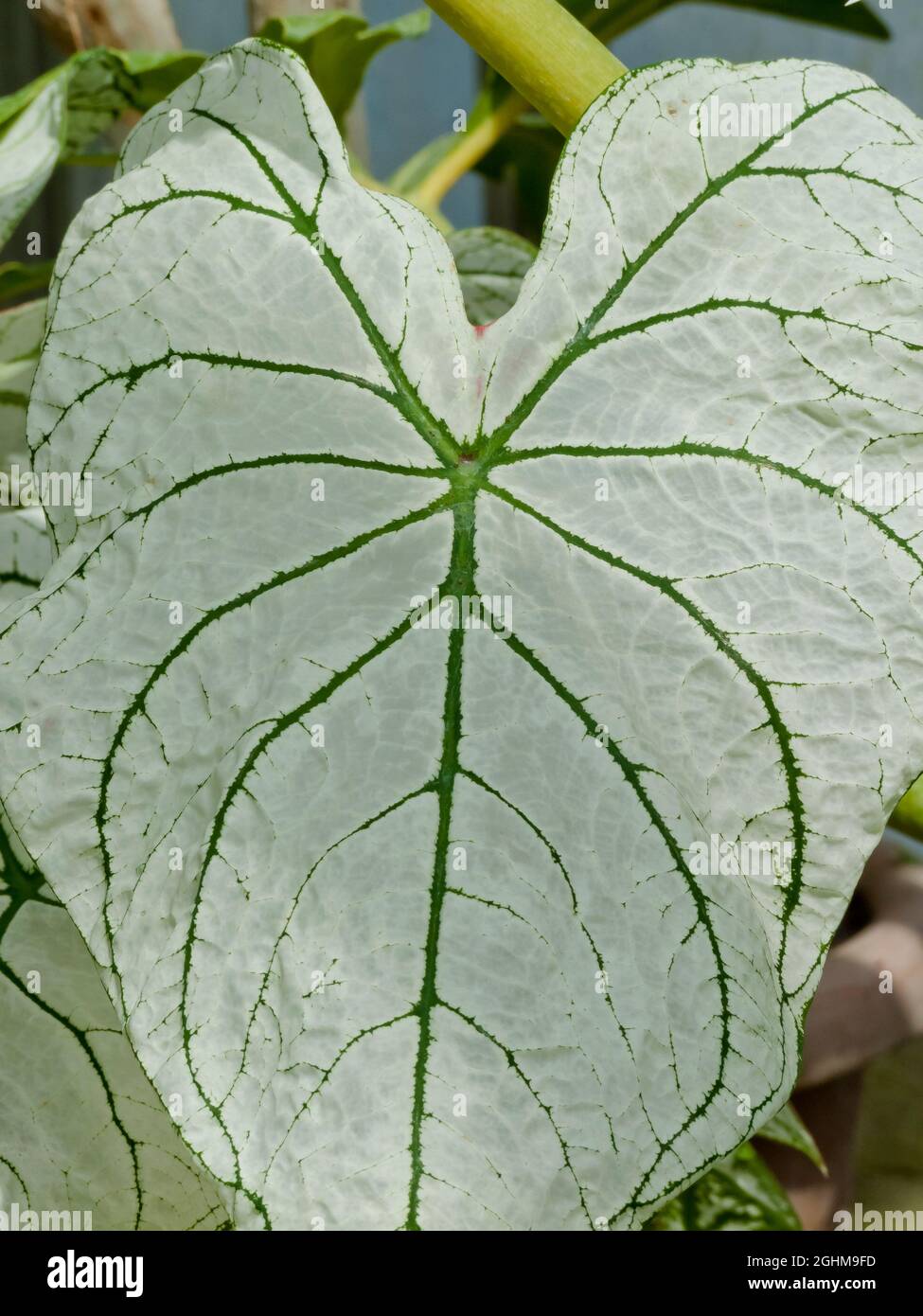 Caladium 'White Christmas' Stock Photo - Alamy