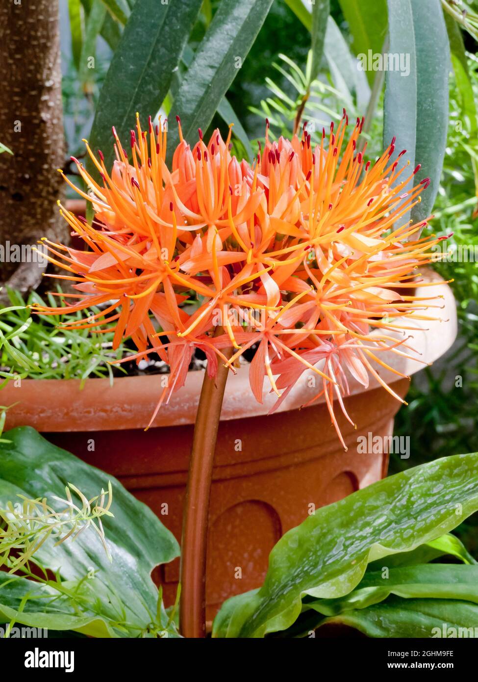 Haemanthus Plant High Resolution Stock Photography and Images - Alamy