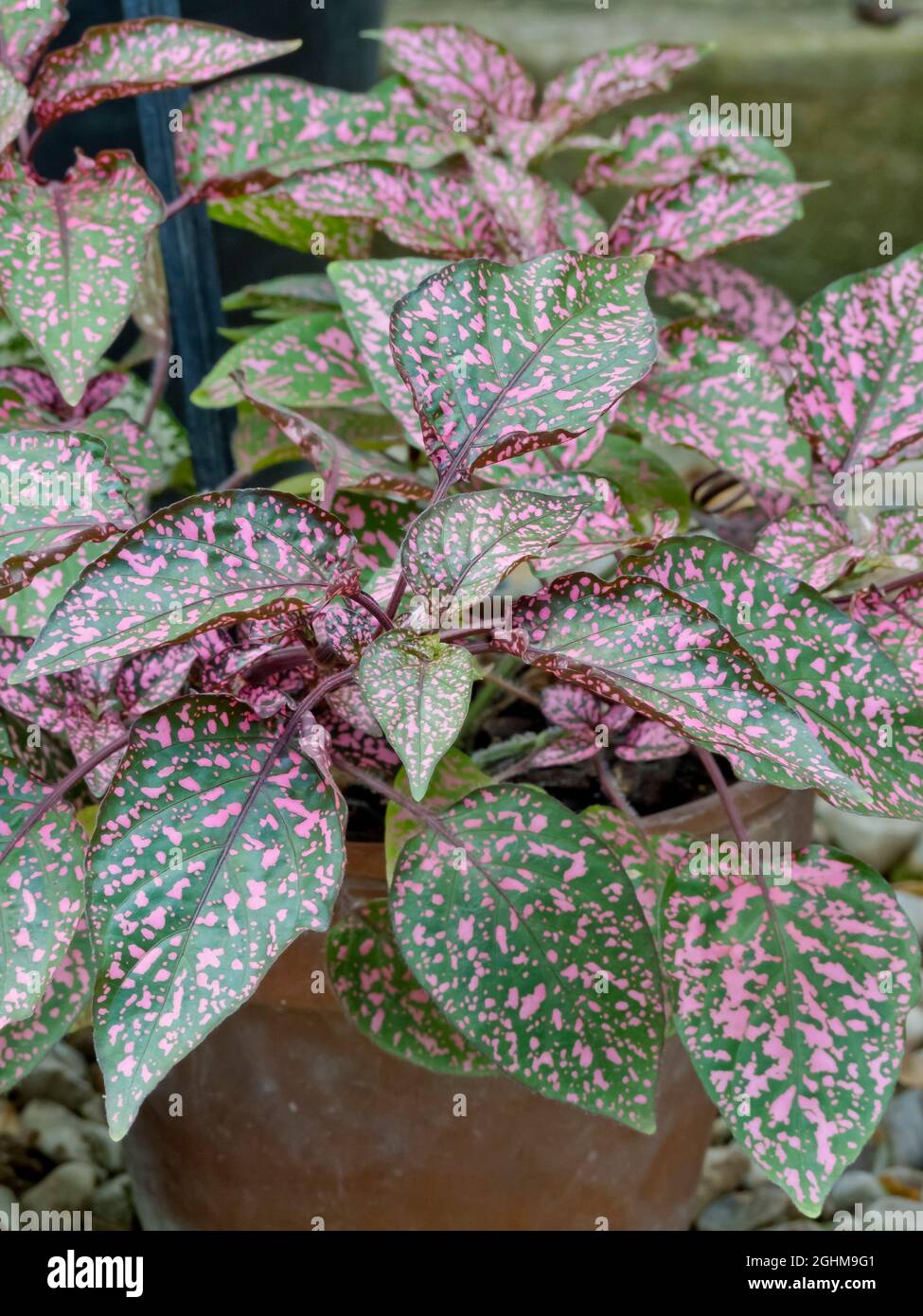 Hypoestes acanthaceae hi-res stock photography and images - Alamy