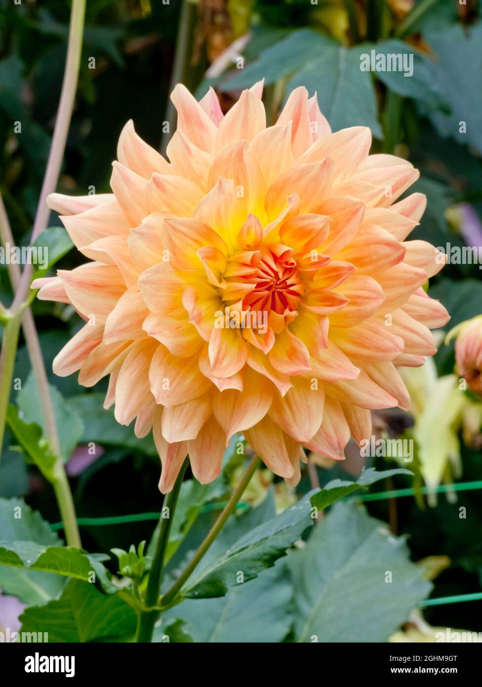 Dahlia 'Alauna Lutetia' in bloom in a garden Stock Photo - Alamy