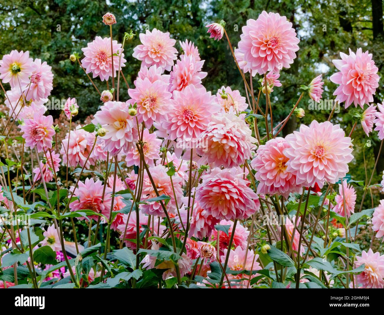Dahlia 'Gerrie Hoek' in bloom in a garden Stock Photo - Alamy