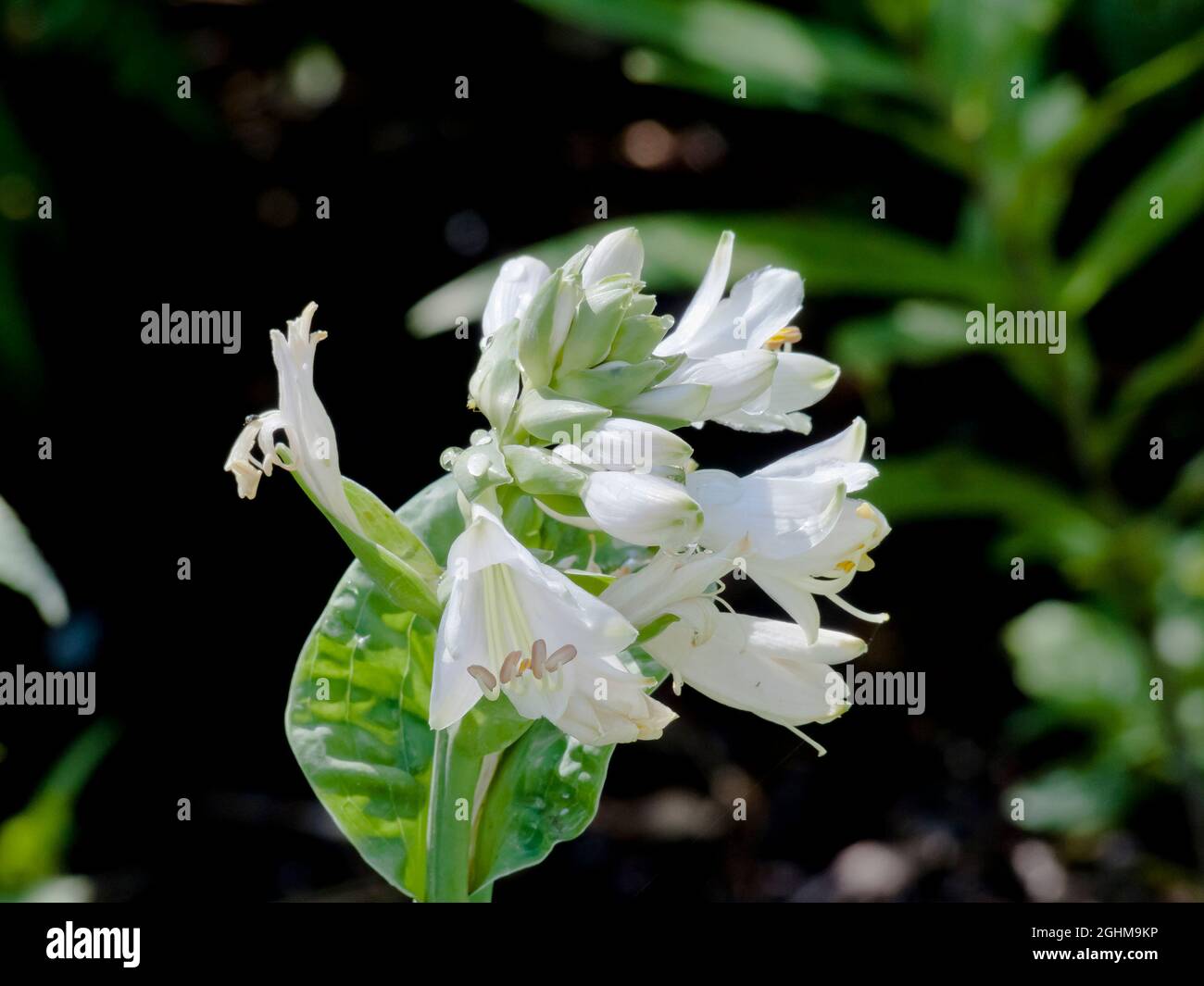 Hosta 'Sea Monster' Stock Photo - Alamy