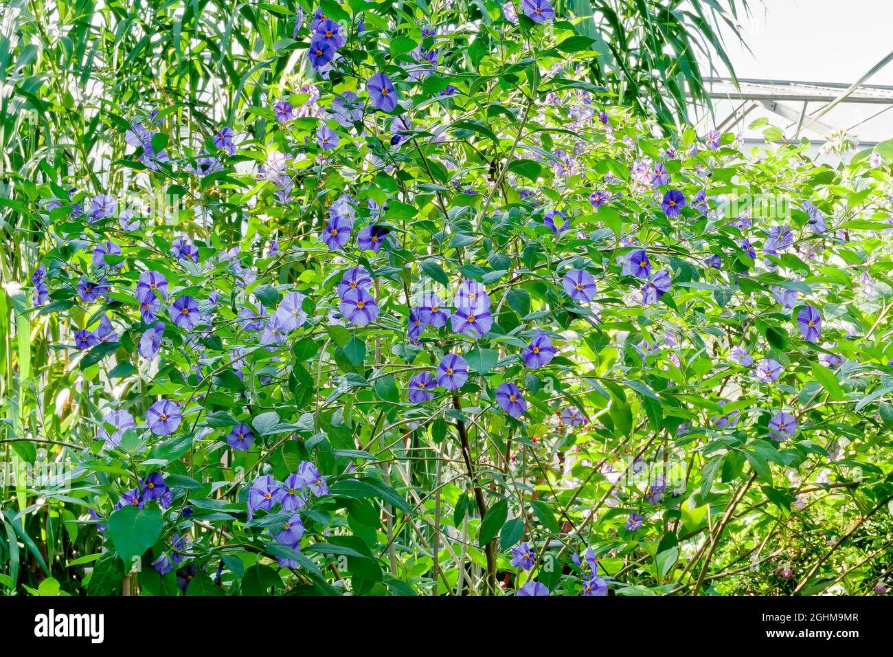 Solanum Rantonnetii High Resolution Stock Photography and Images - Alamy