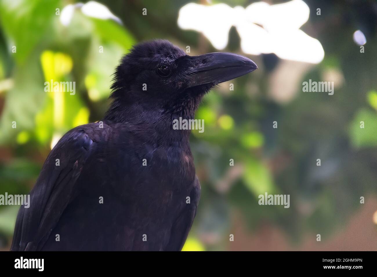 Indian jungle crow (Corvus culminatus). Crow in the city, synanthropic ...