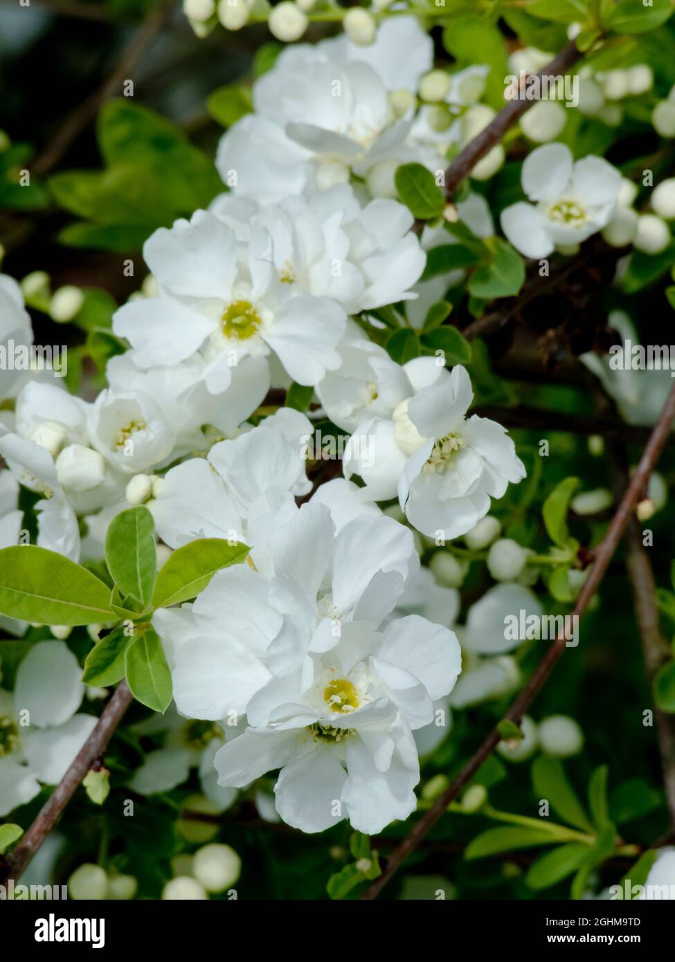 Exochorda macrantha 'The Bride' Stock Photo - Alamy