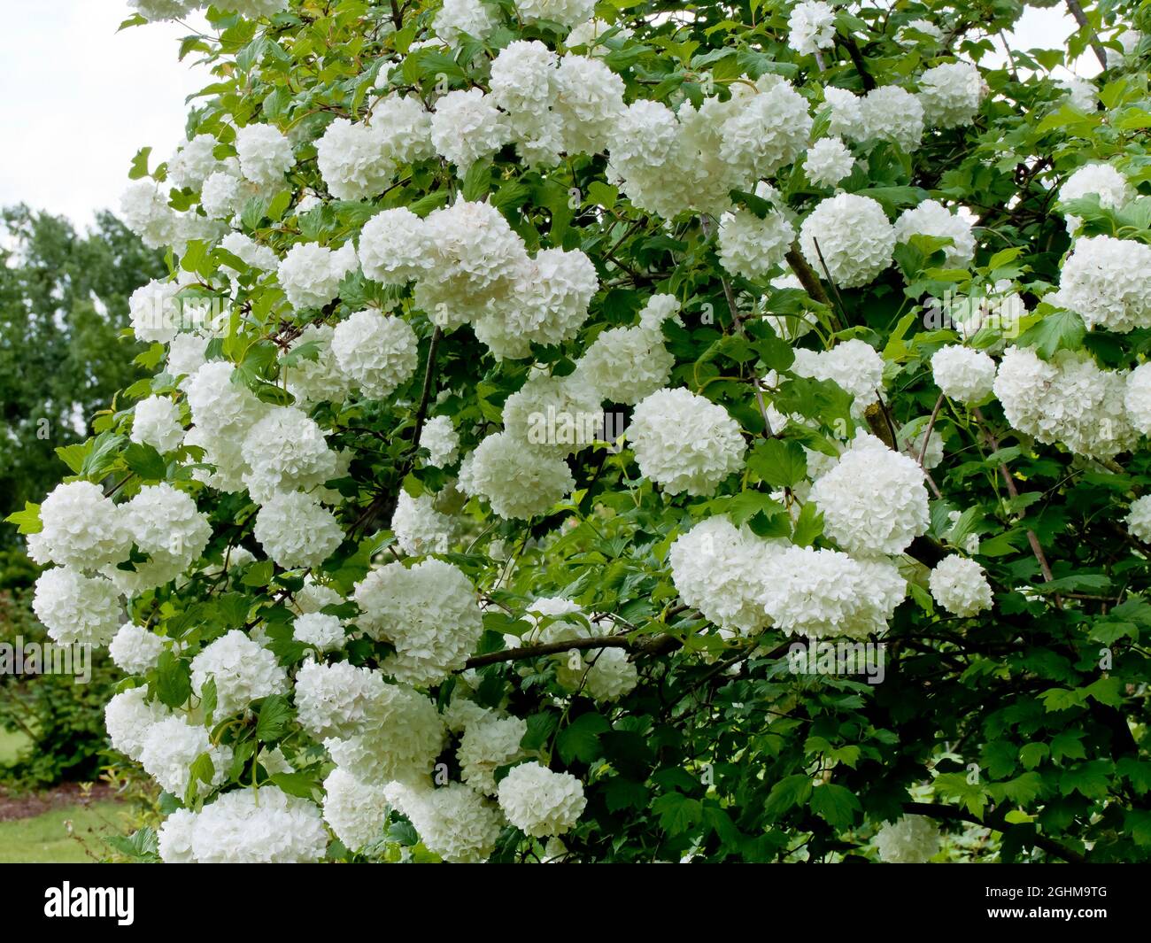 Viburnum O Roseum at Eden Goldfinch blog