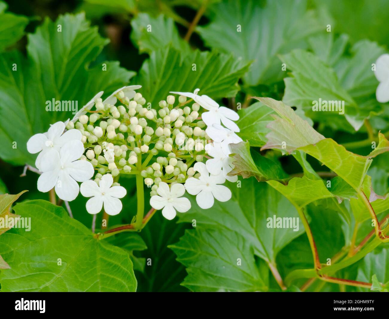 Viburnum opulus 'Compactum' Stock Photo - Alamy