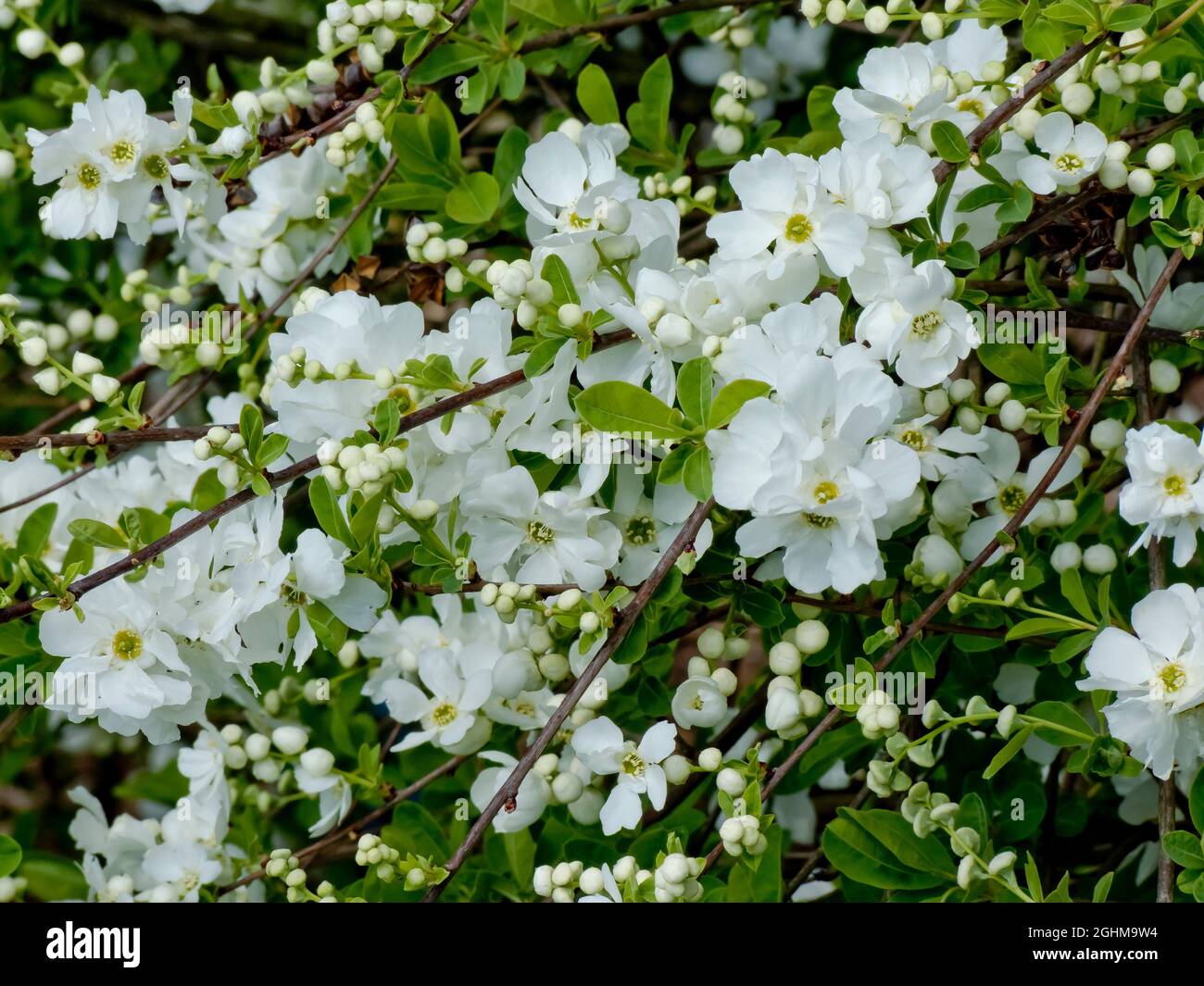 Exochorda macrantha 'The Bride' Stock Photo - Alamy