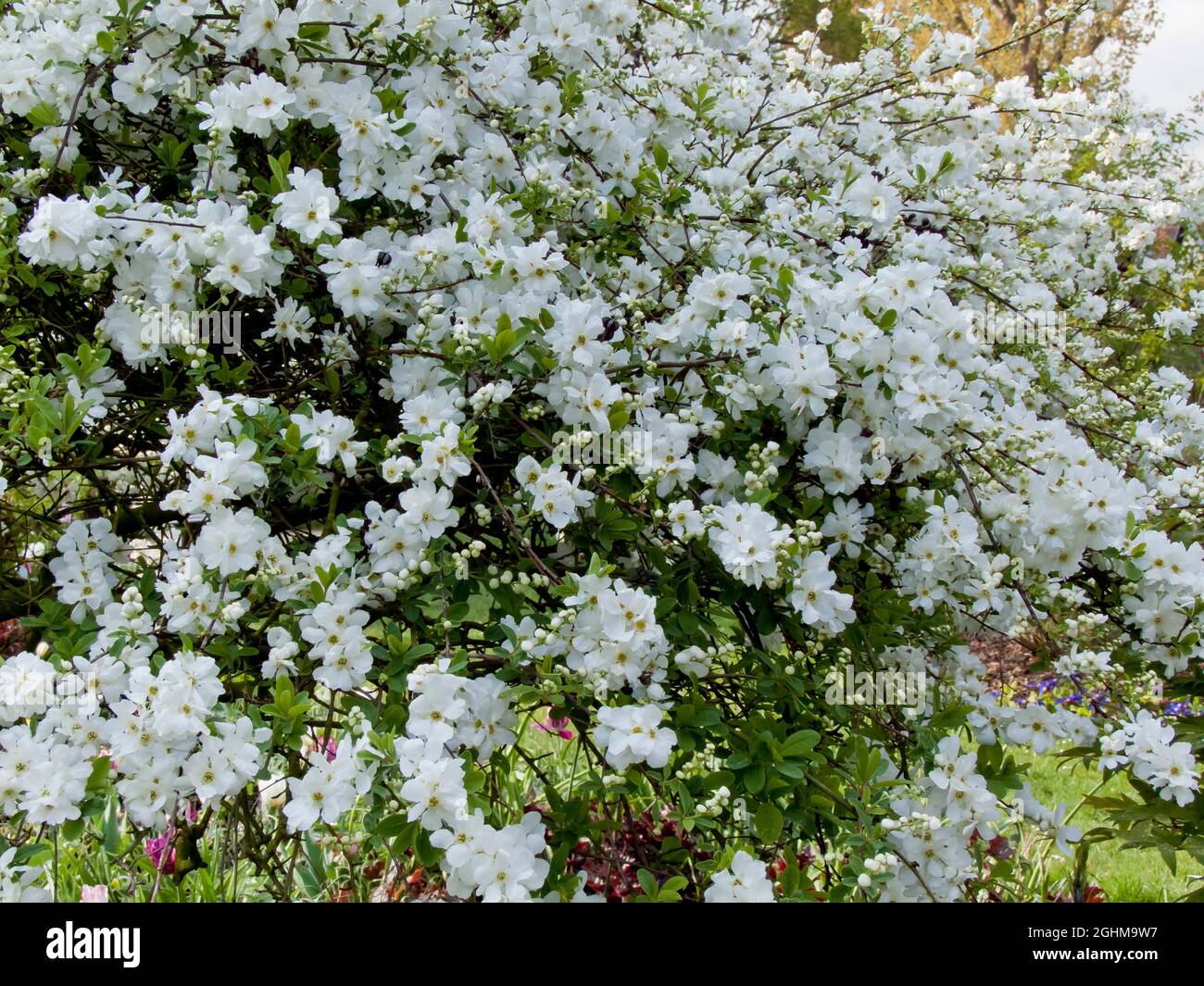 Exochorda macrantha 'The Bride' Stock Photo - Alamy