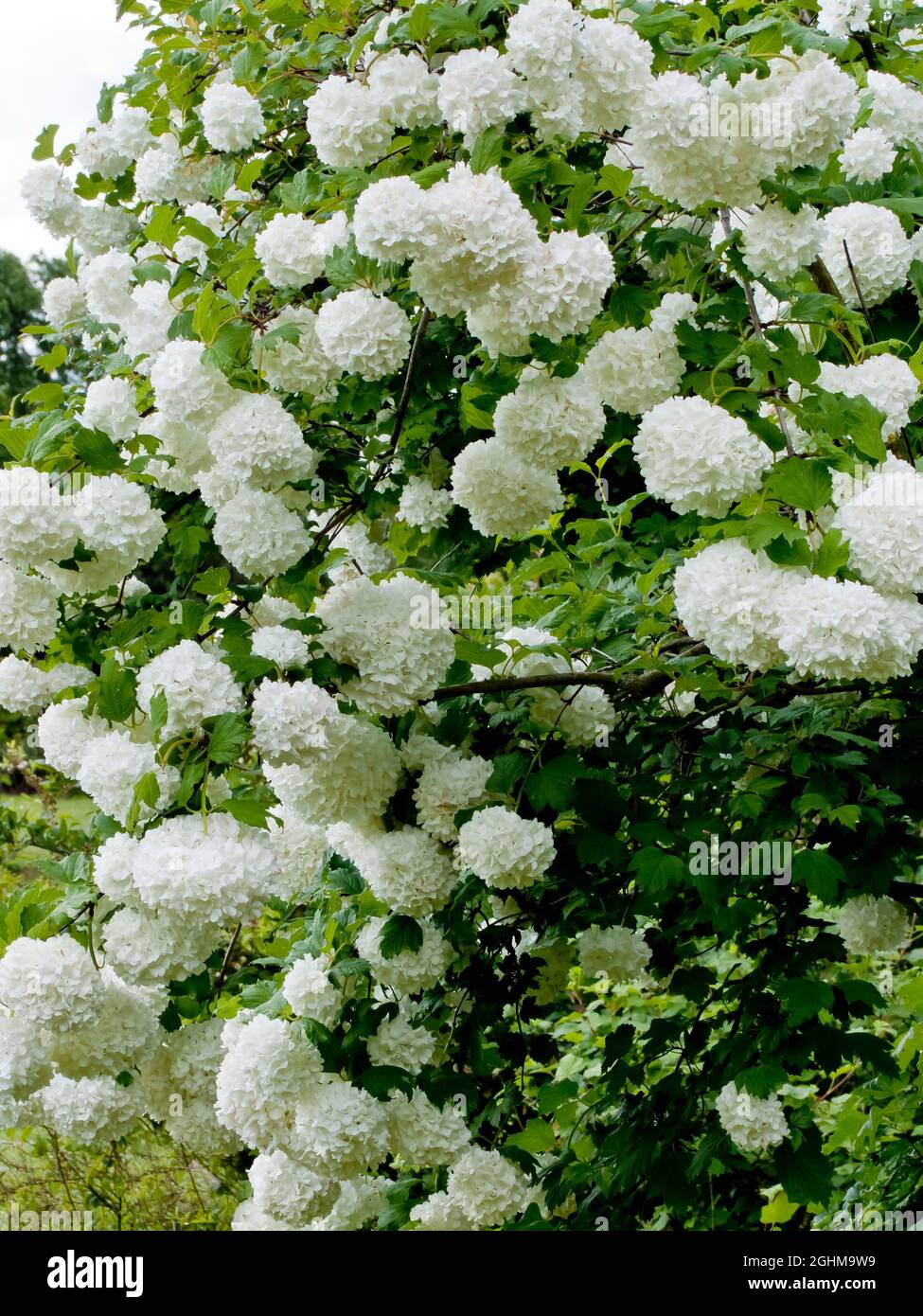 Viburnum opulus 'Roseum' Stock Photo - Alamy