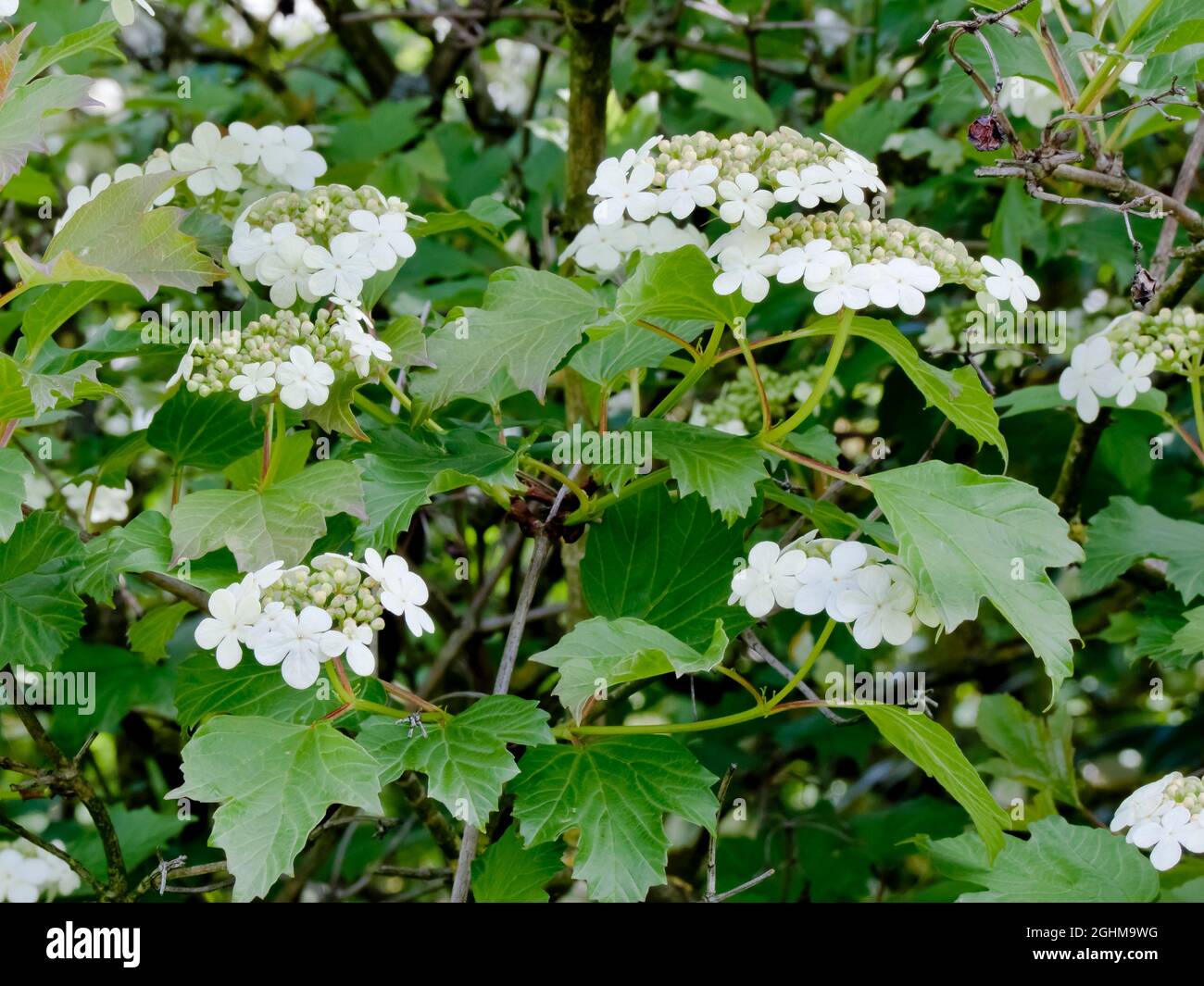 Viburnum opulus 'Compactum' Stock Photo - Alamy