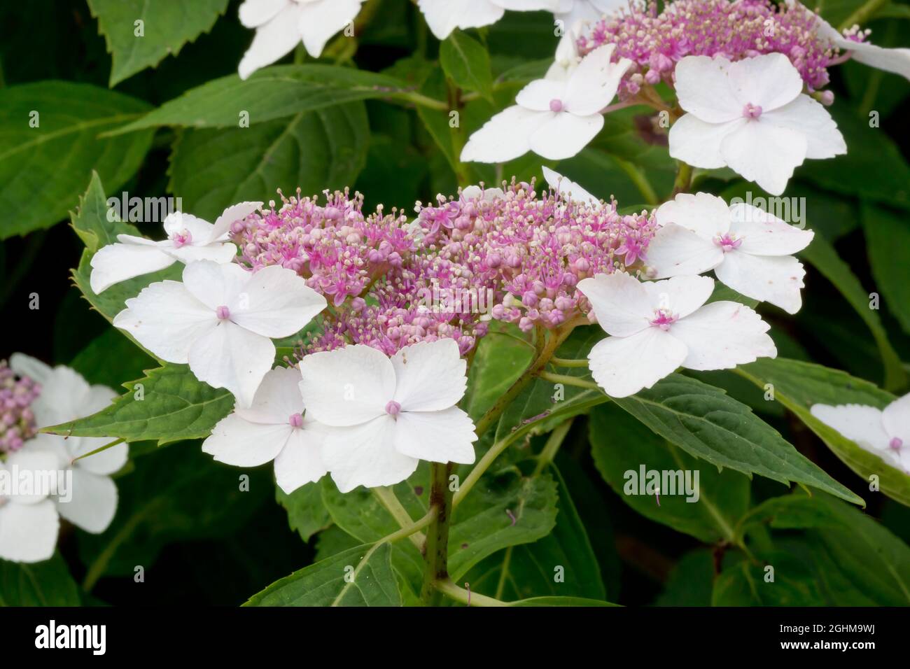Hydrangea 'Tokyo Delight' in bloom in a garden Stock Photo - Alamy