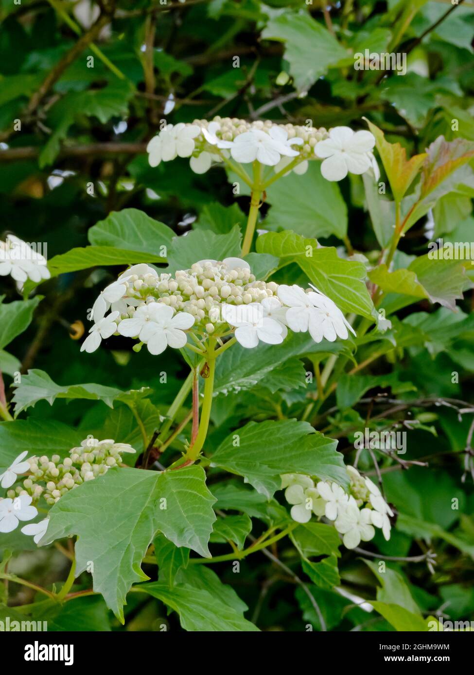 Viburnum opulus 'Compactum' Stock Photo - Alamy