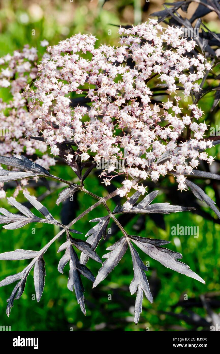 Sambucus sp hi-res stock photography and images - Alamy