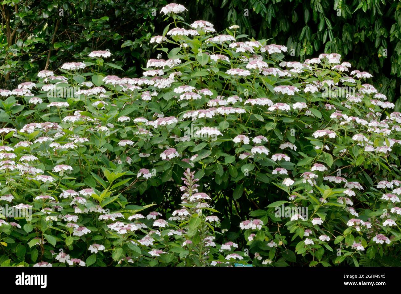 Hydrangea 'Tokyo Delight' in bloom in a garden Stock Photo - Alamy