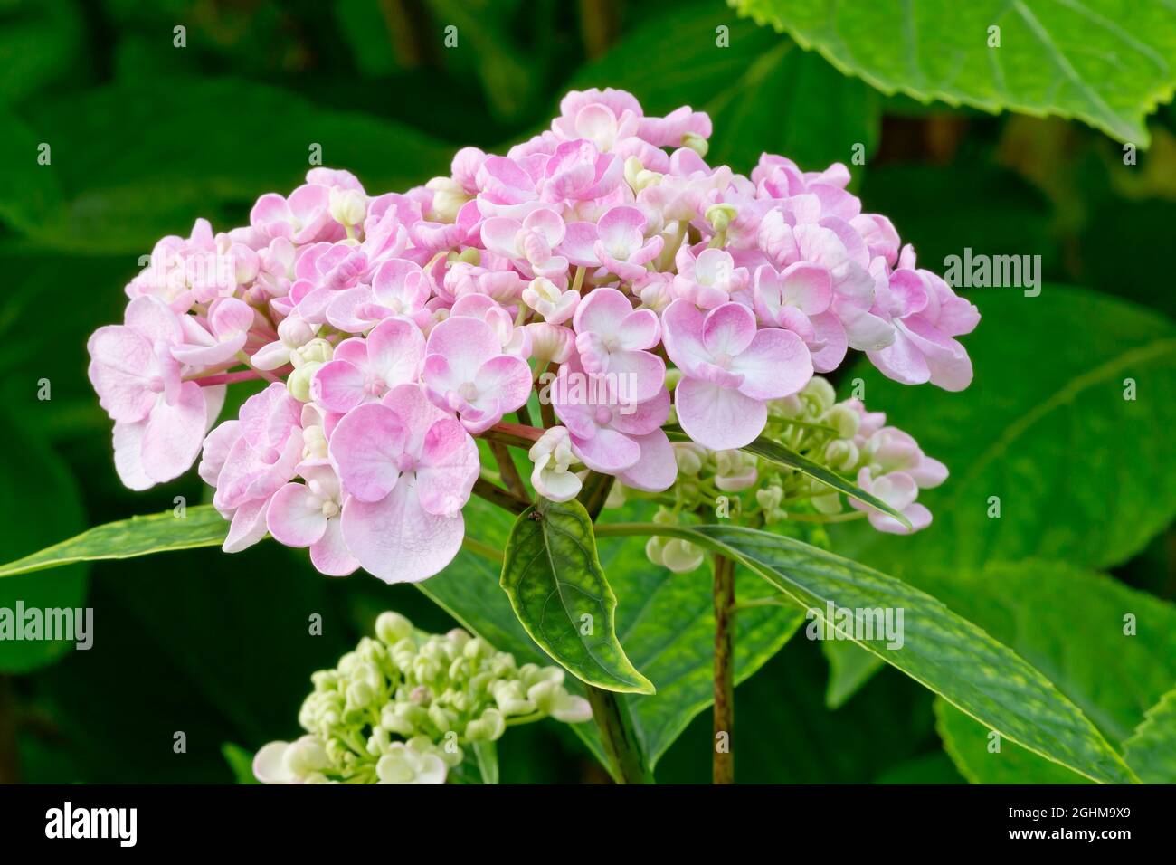 Hydrangea 'Ayesha' in bloom in a garden Stock Photo - Alamy