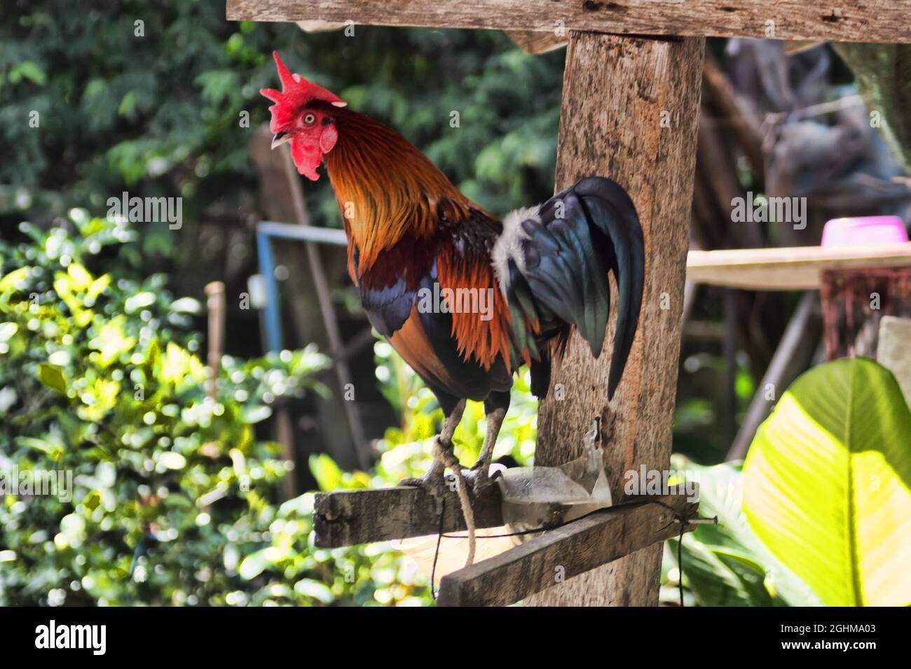 Battle rooster (heeler) in a cage before a fight. Cock fighting in ...