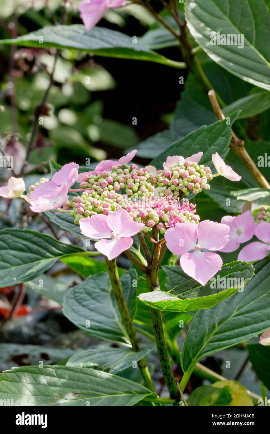 Pensee Flower High Resolution Stock Photography and Images - Alamy
