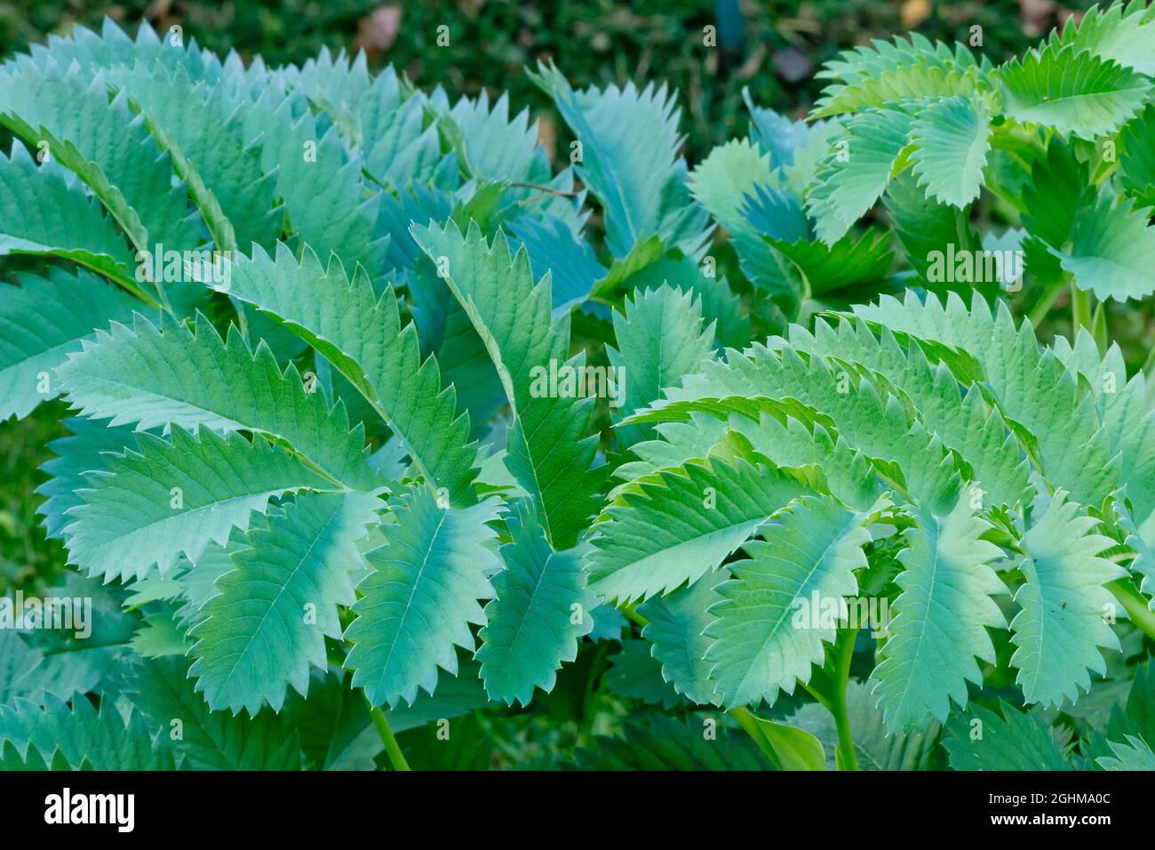 Melianthaceae hi-res stock photography and images - Alamy