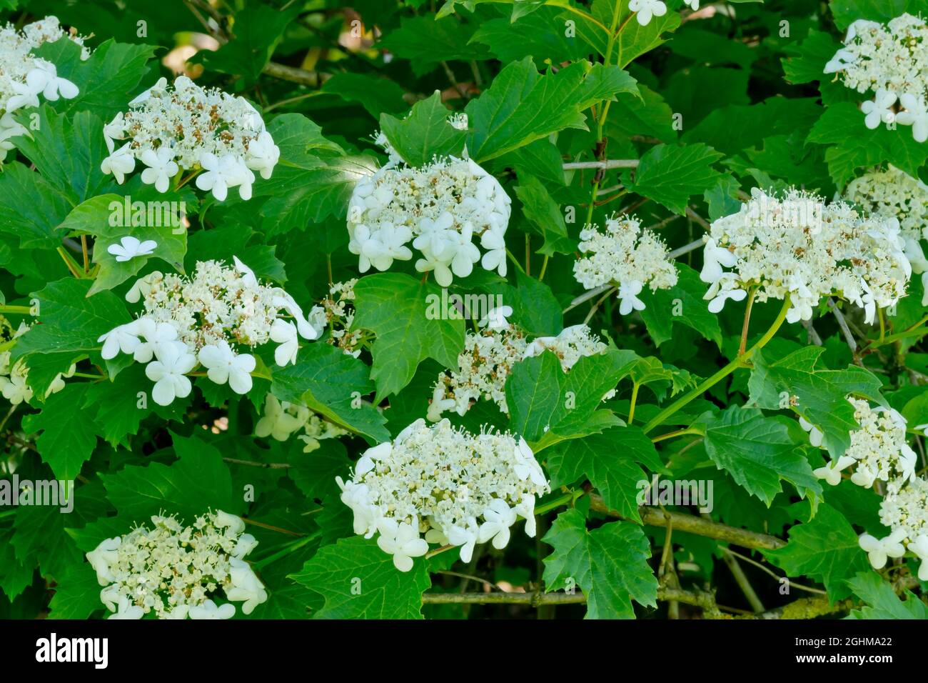 Viburnum opulus 'Compactum' Stock Photo - Alamy