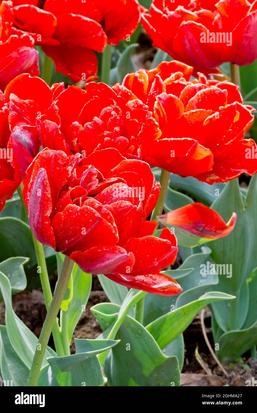Tulip 'Red Princess' in bloom in a garden Stock Photo - Alamy