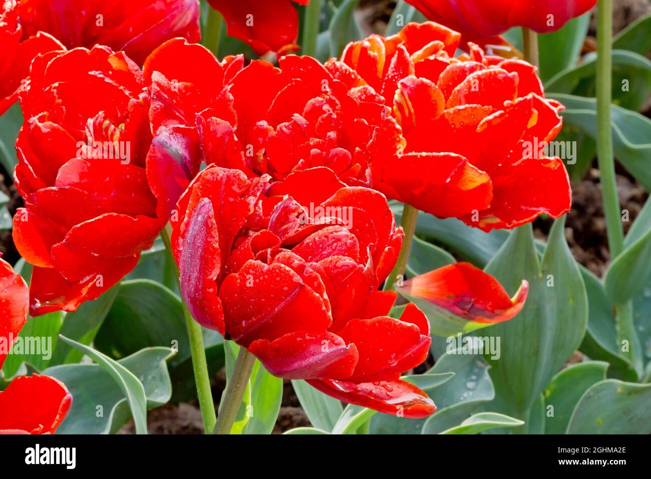 Tulip 'Red Princess' in bloom in a garden Stock Photo - Alamy